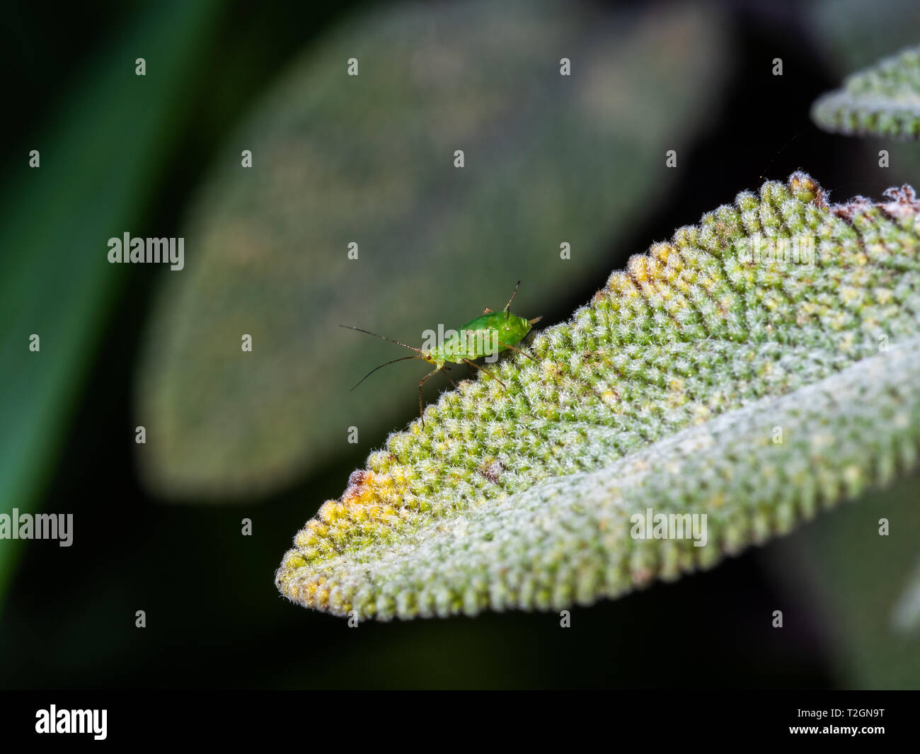Greenfly isolated hi-res stock photography and images - Alamy