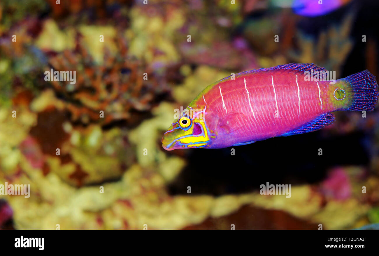Mystery wrasse hi-res stock photography and images - Alamy