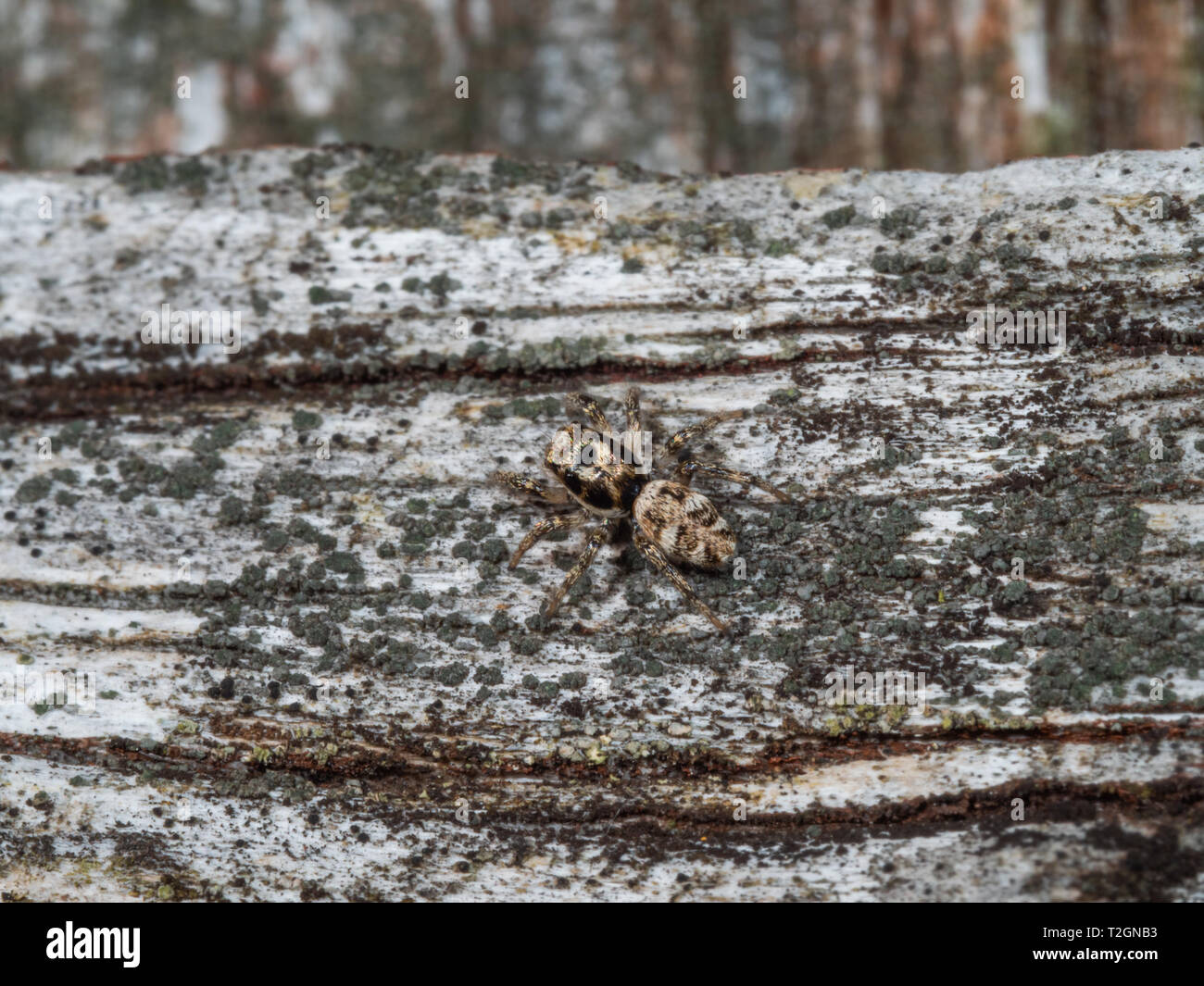 Zebra spider cute hi-res stock photography and images - Alamy