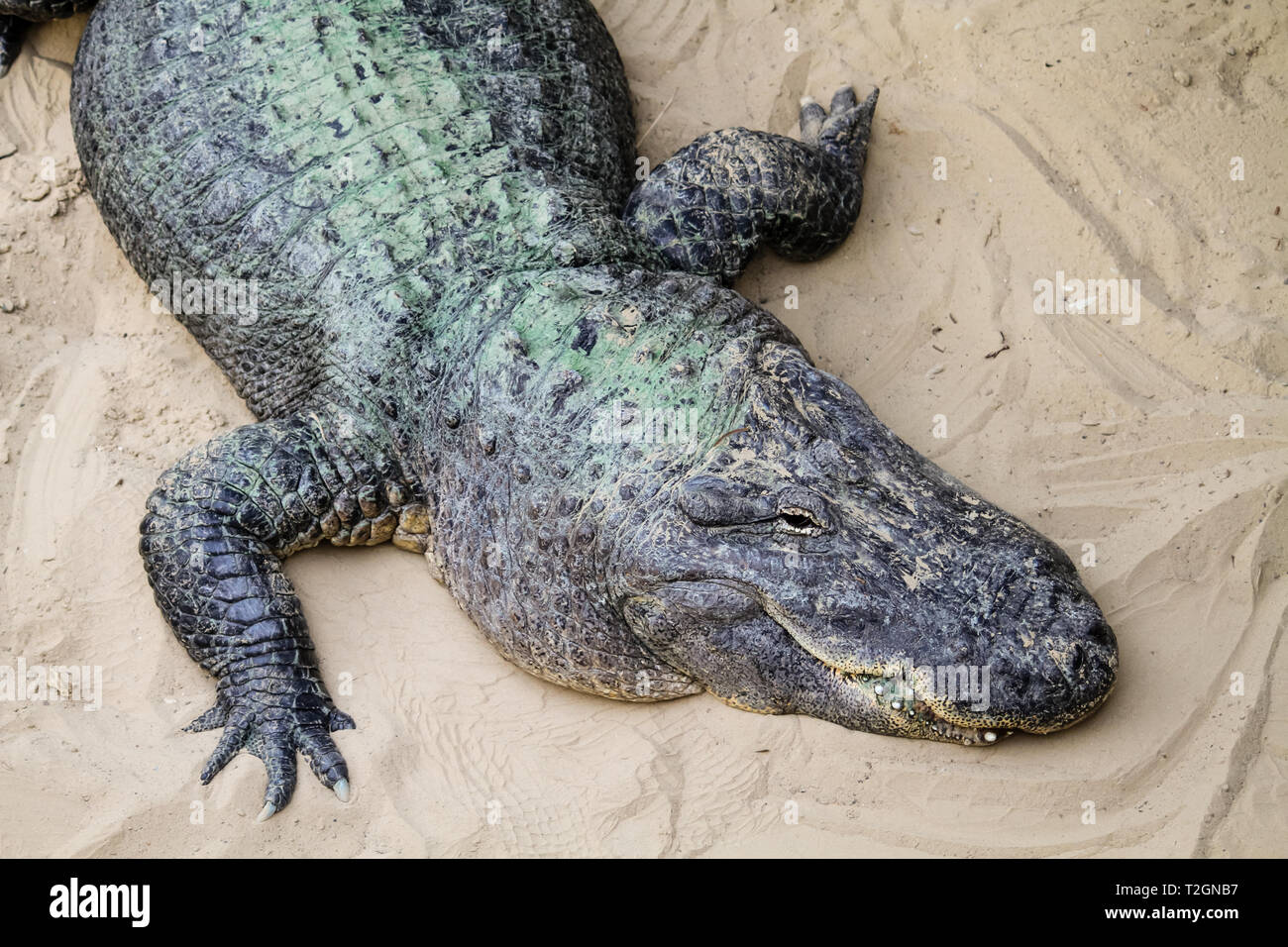 Crocodile close-up head seen from top perspective. Focus emphasizing ...