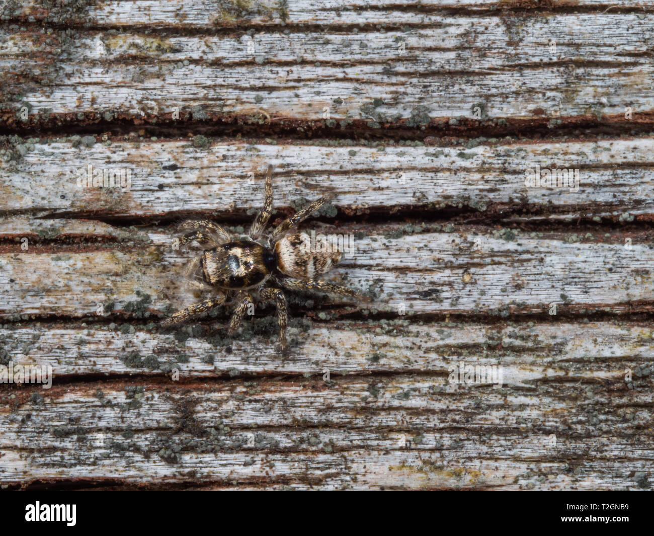 Zebra Jumping Spider, Salticus scenicus Stock Photo - Alamy
