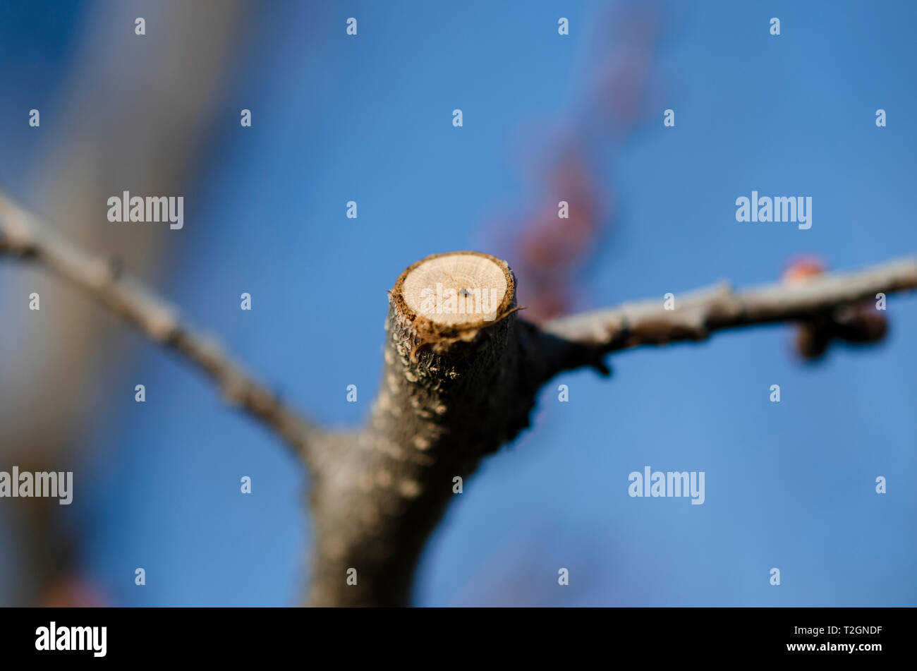Sunshine rays shoot tree hi-res stock photography and images - Alamy