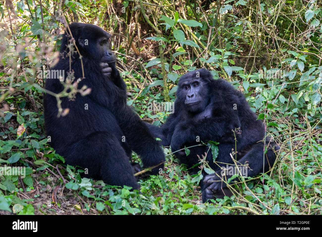 Female Mountain Gorillas (Gorilla beringei beringei) holding hands in Bwindi Impenetrable Forest ...