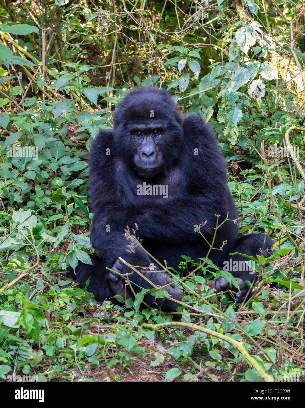 Female gorilla sitting hi-res stock photography and images - Alamy