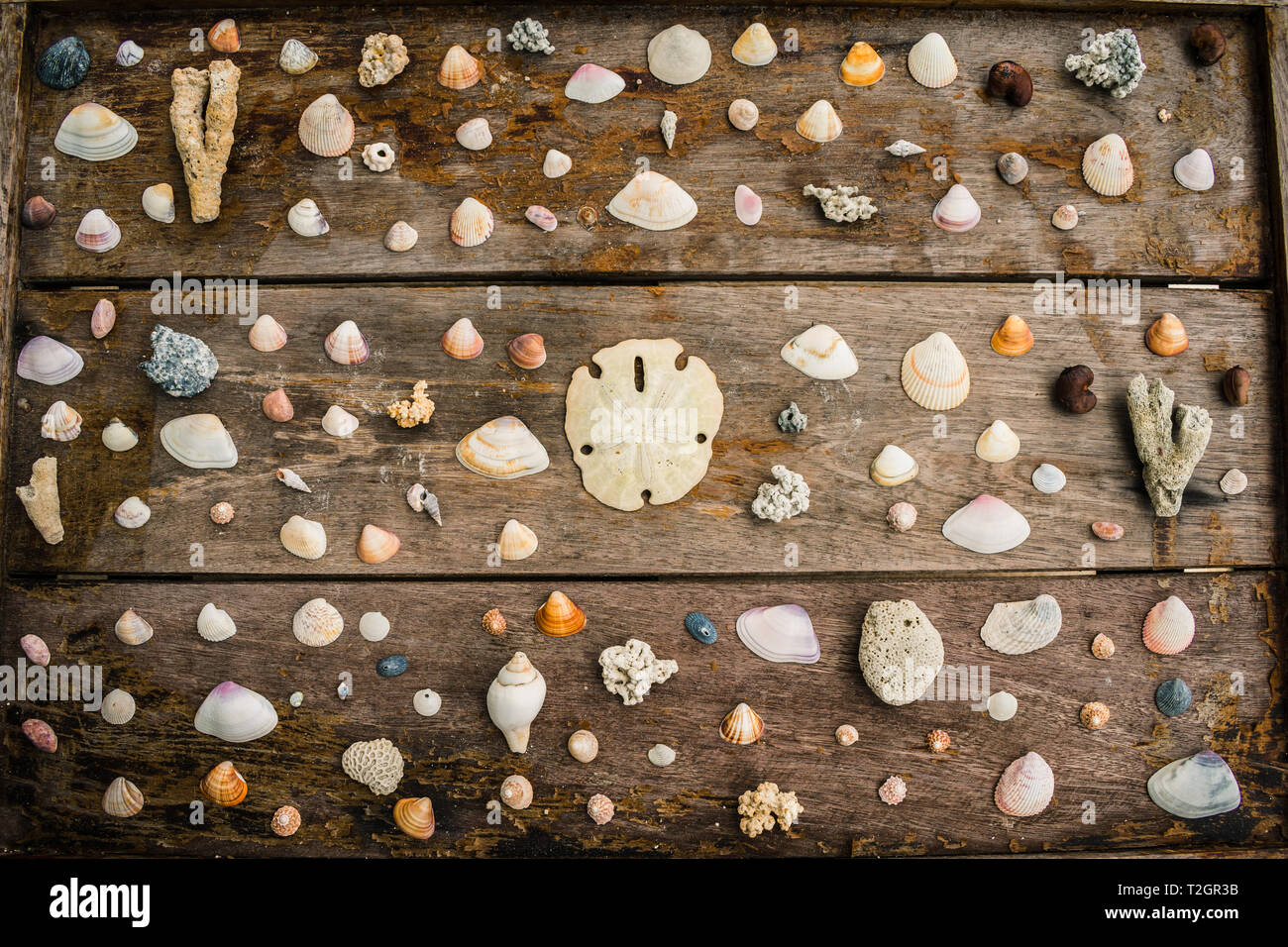 Variety unique beautiful seashells hi-res stock photography and images ...