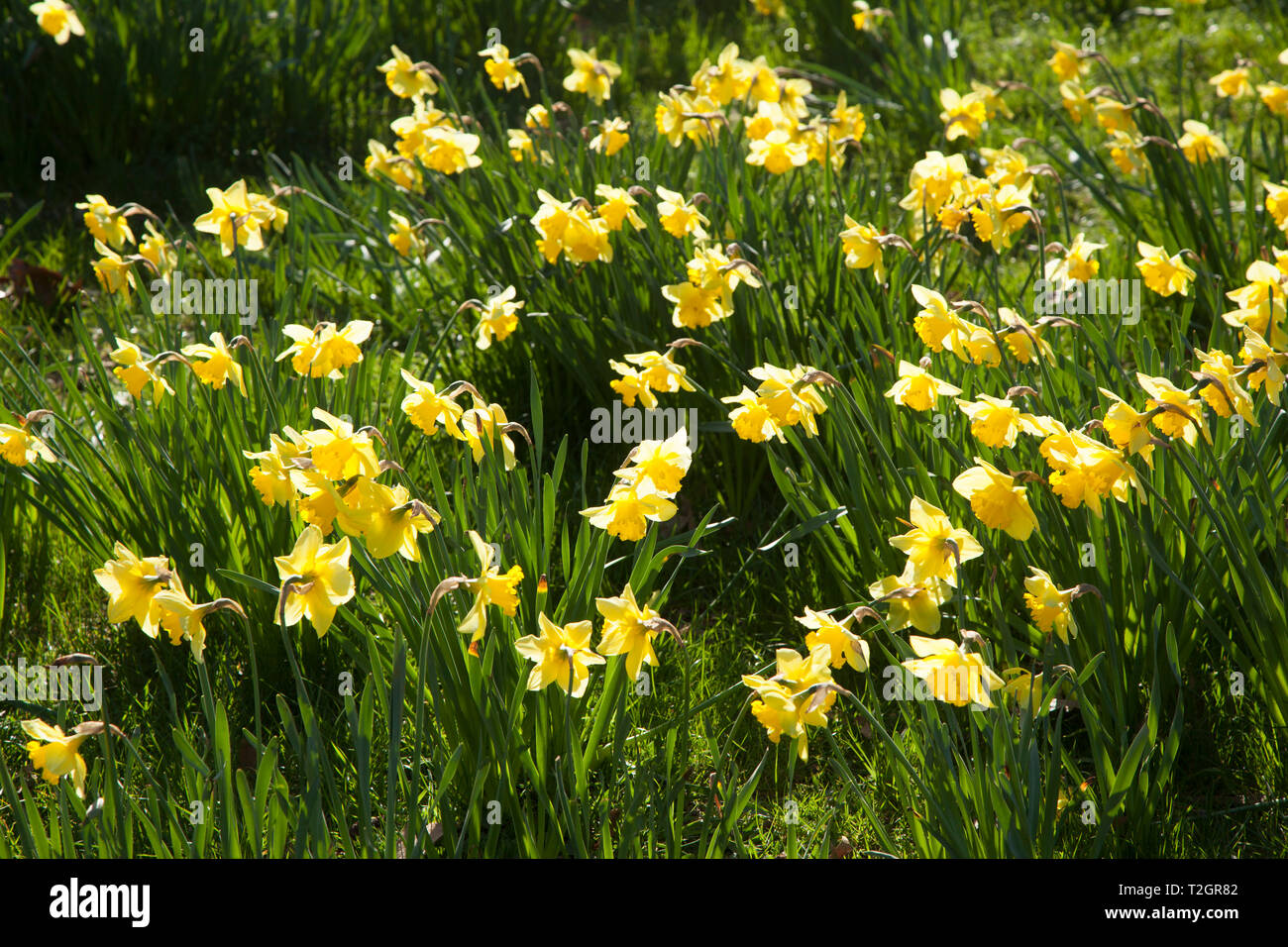 Oxford christ church meadow hi-res stock photography and images - Alamy