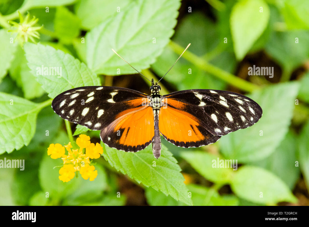 Spotted tiger glassywing hi-res stock photography and images - Alamy