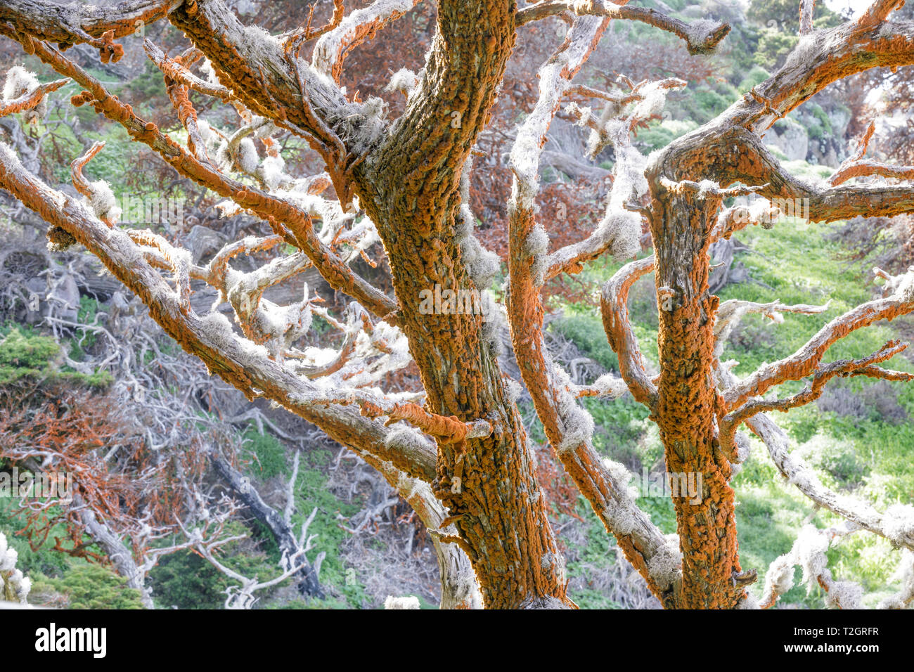 Carmel cypress trees hi-res stock photography and images - Alamy