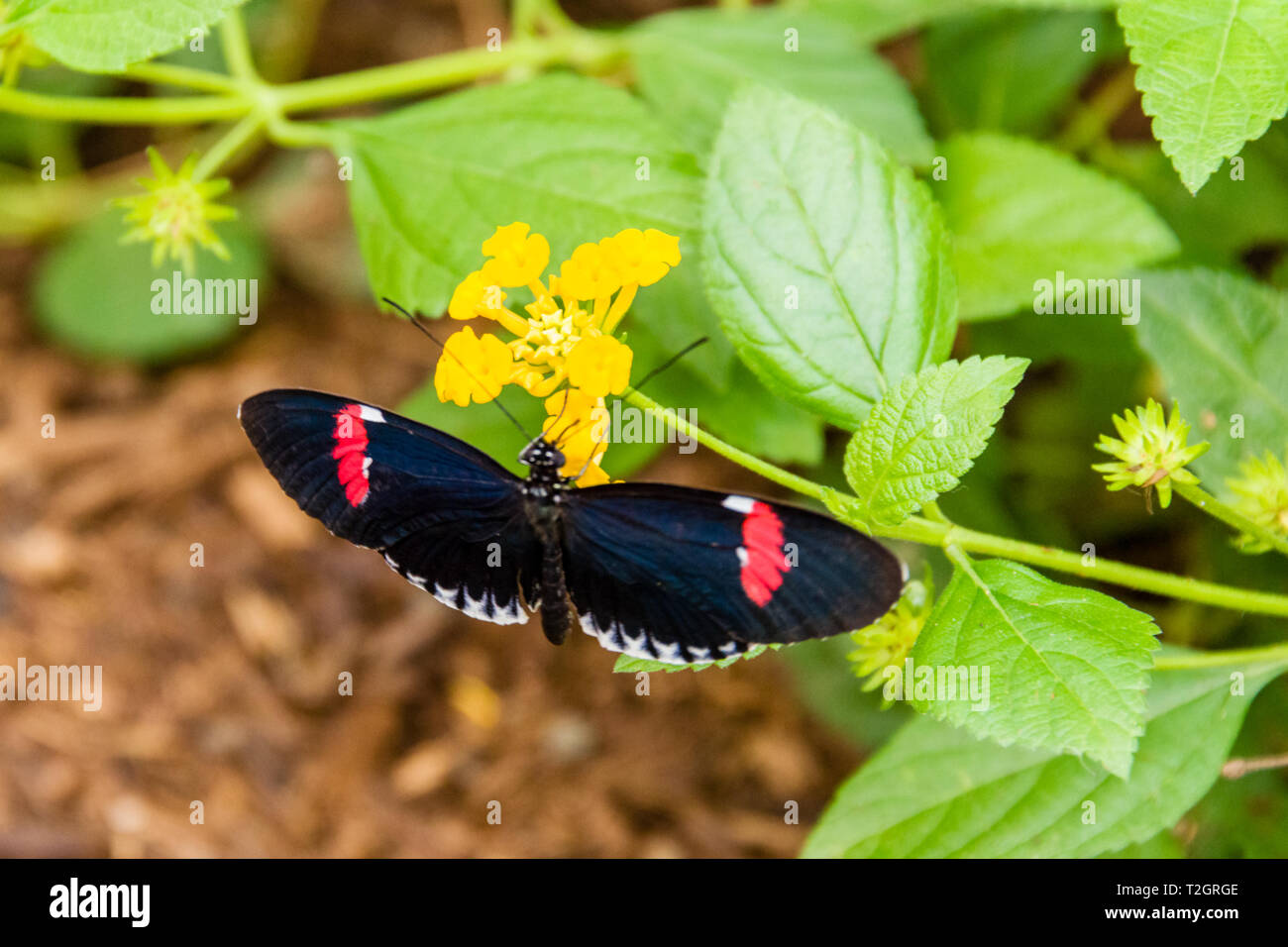 Rosina butterfly hi-res stock photography and images - Alamy