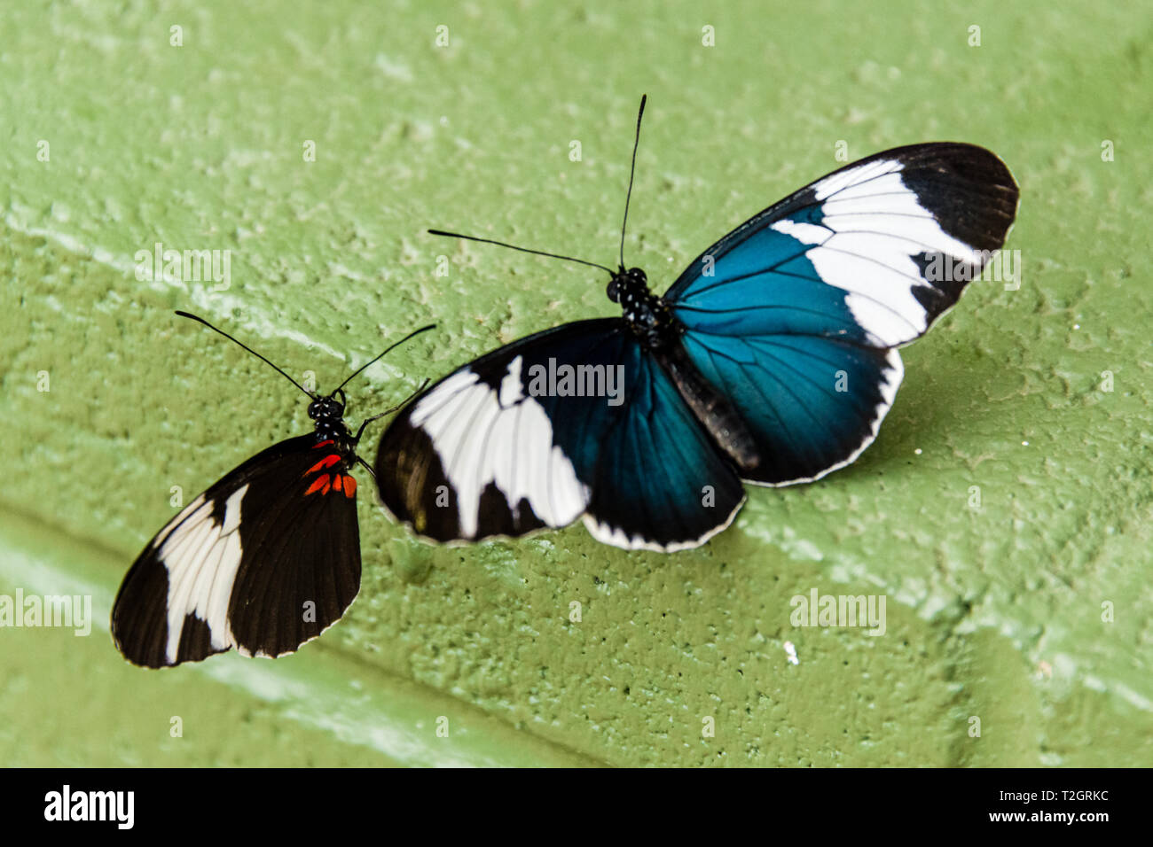 Sara Longwing Butterfly