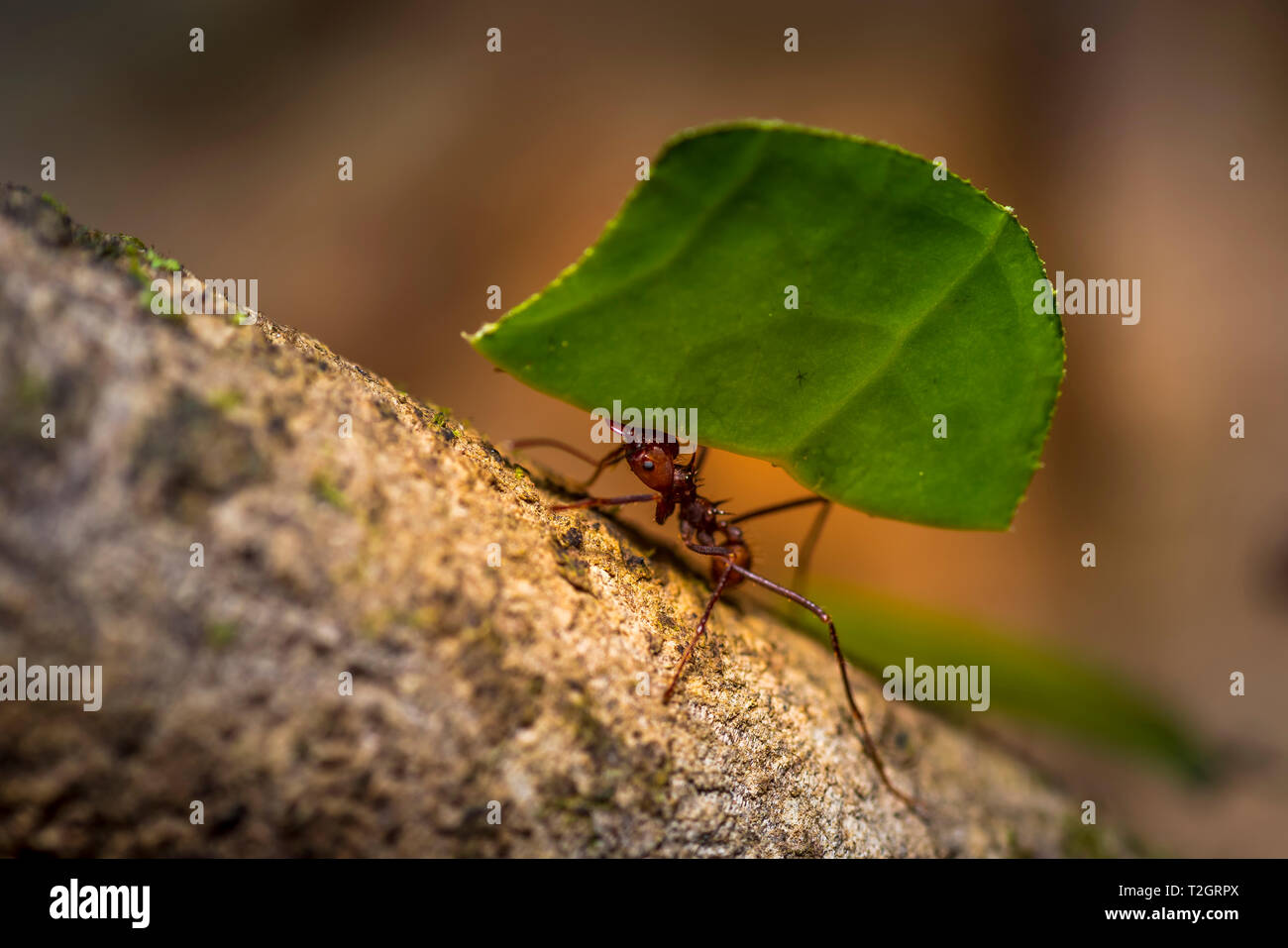 Leaf eater ant carrying a leaf in Panamas rain forest Stock Photo - Alamy