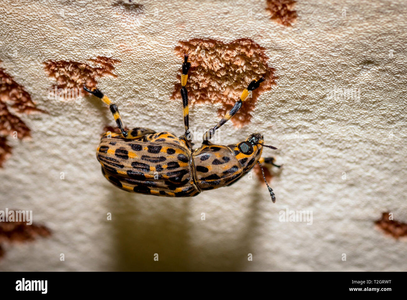 Little insect from Panamas rain forest Stock Photo - Alamy
