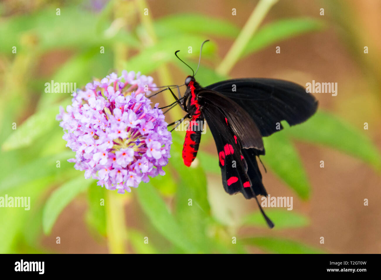 Common rose swallowtail butterfly hi-res stock photography and images ...