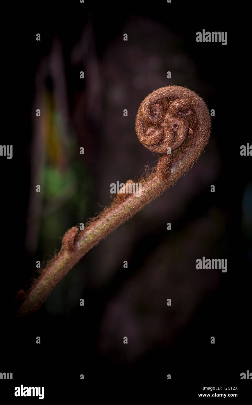 Fern rolled up growing in the rain forest Stock Photo - Alamy