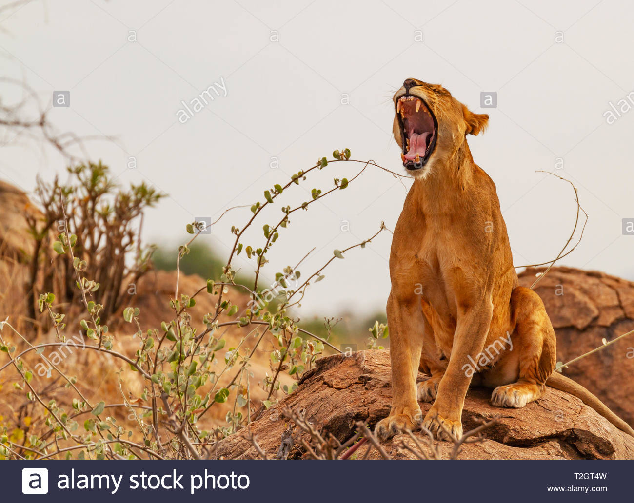 Lion Tongue Stock Photos & Lion Tongue Stock Images - Alamy