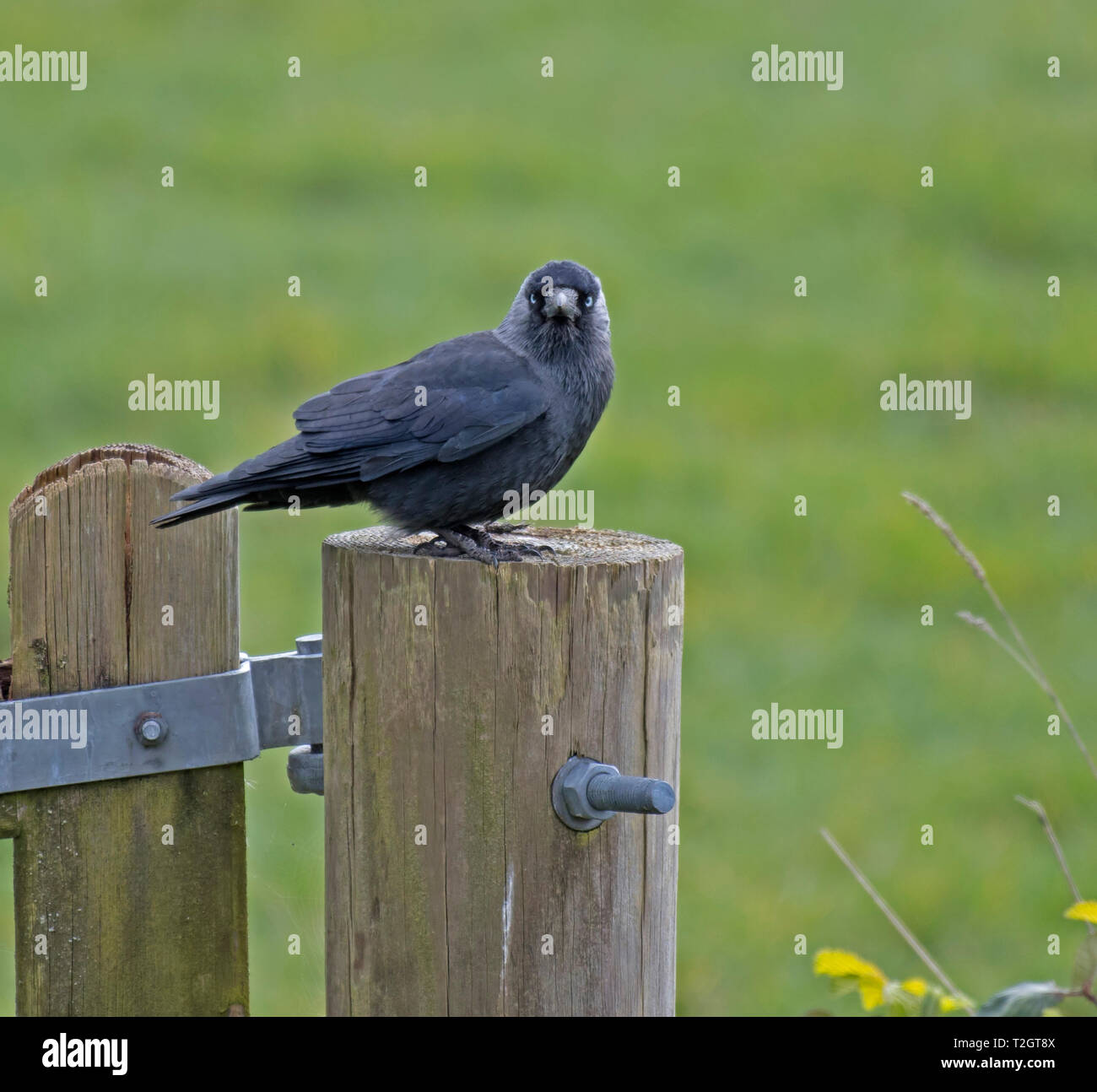 Corvus monedula standing grass hi-res stock photography and images - Alamy