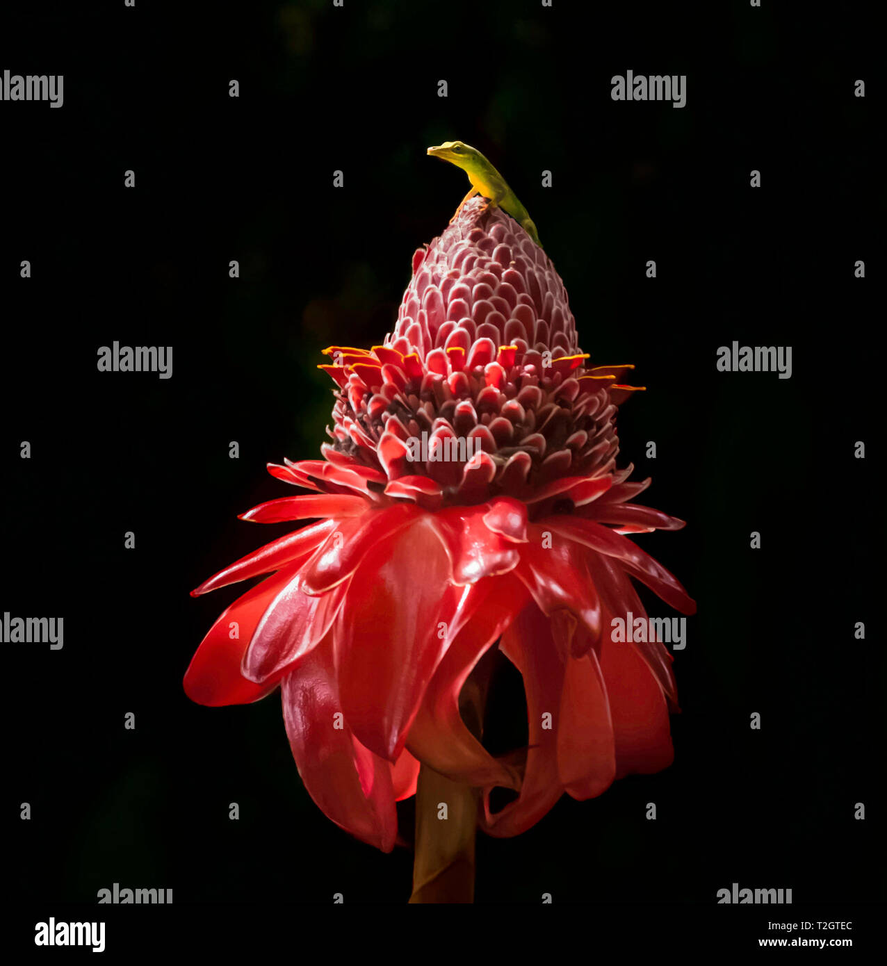 A green and yellow anole lizard perched atop a magnificent torch ginger ...