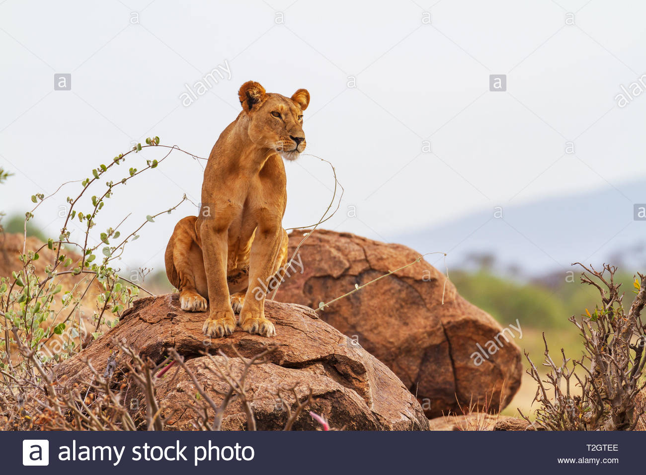 Serious Look At High Resolution Stock Photography and Images - Alamy