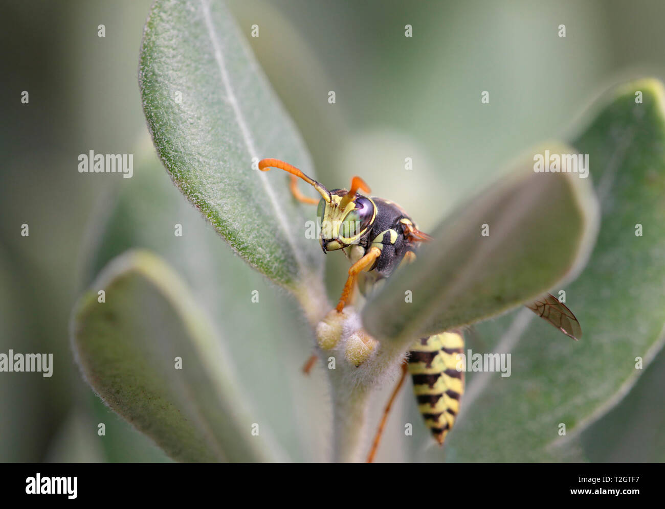 Macro of a colorful european wasp in a portuguese meadow Stock Photo ...