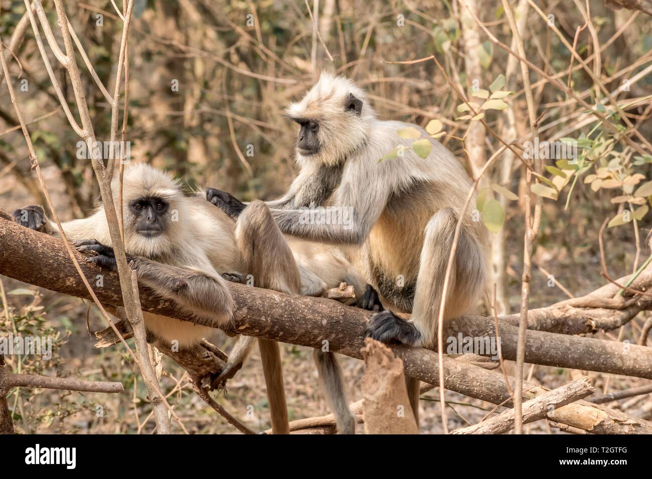 Black monkey family hi-res stock photography and images - Alamy