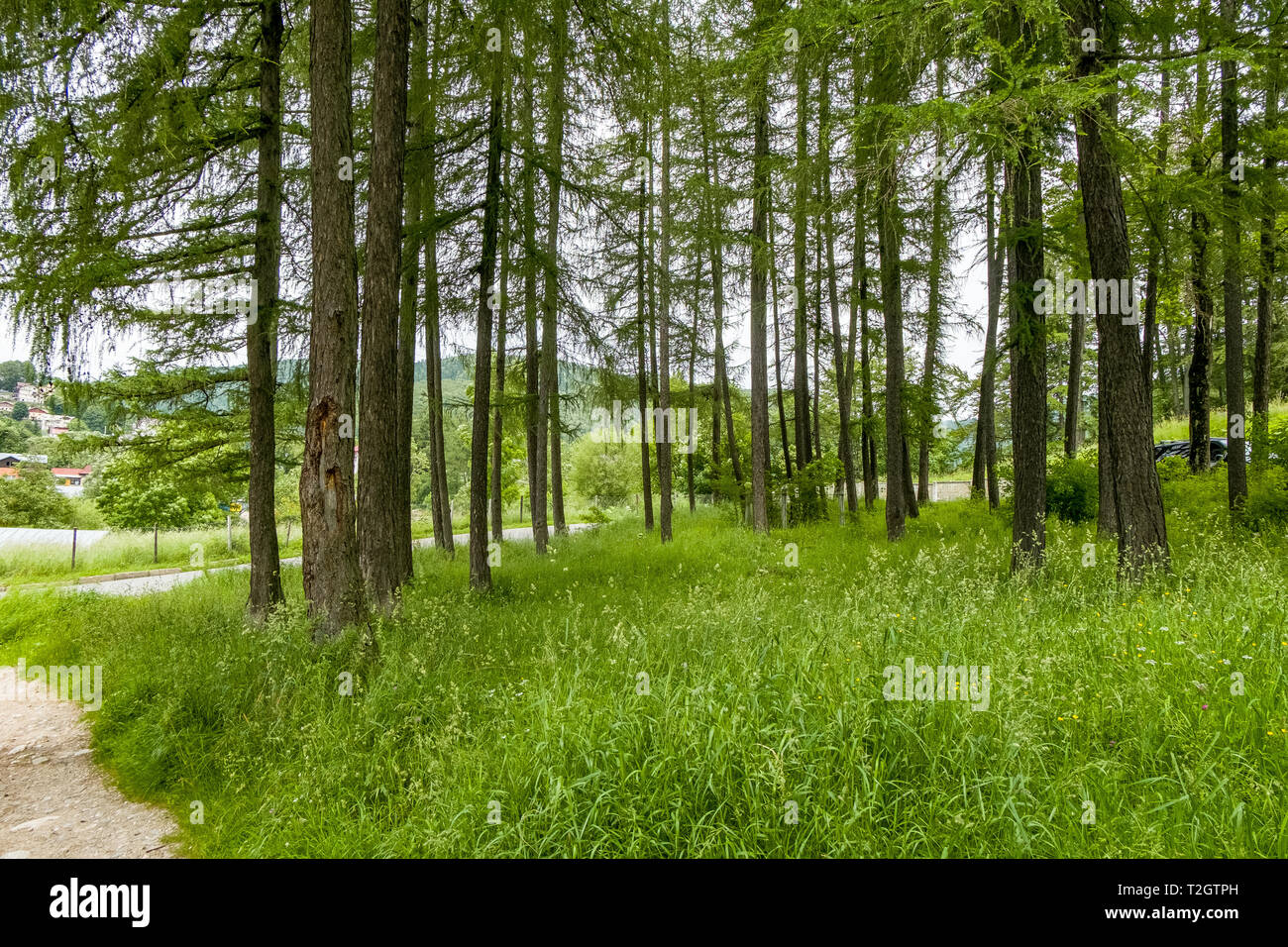 Fir trees in the mountains hi-res stock photography and images - Alamy