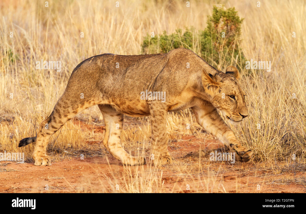Stalks Prey Stock Photos & Stalks Prey Stock Images - Alamy