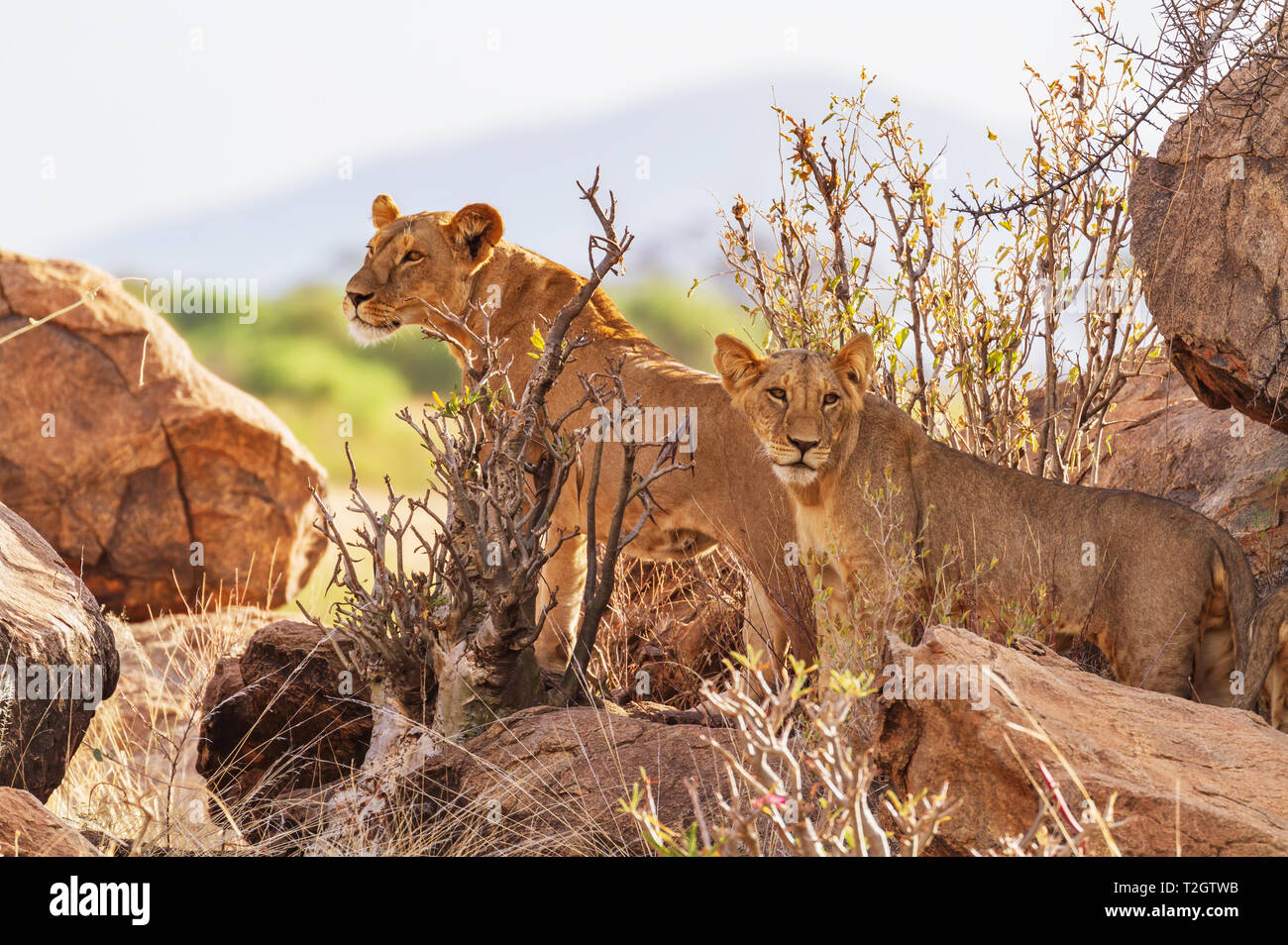 Two lions panthera leo hidden hiding camouflage both looking back to ...