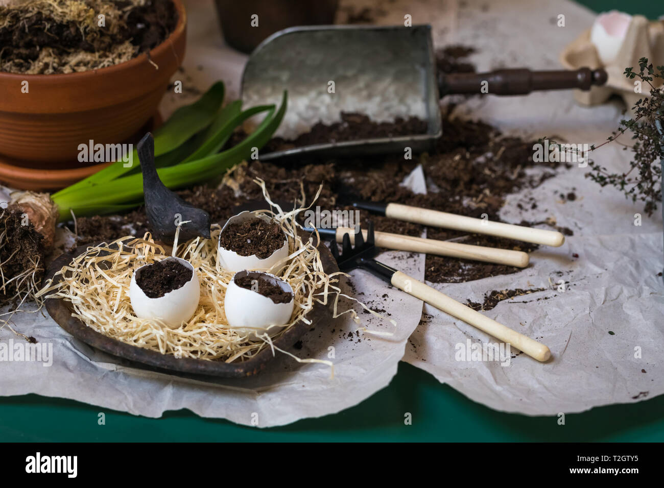 Stages of planting spring flowers or grass in egg shells, Easter ...