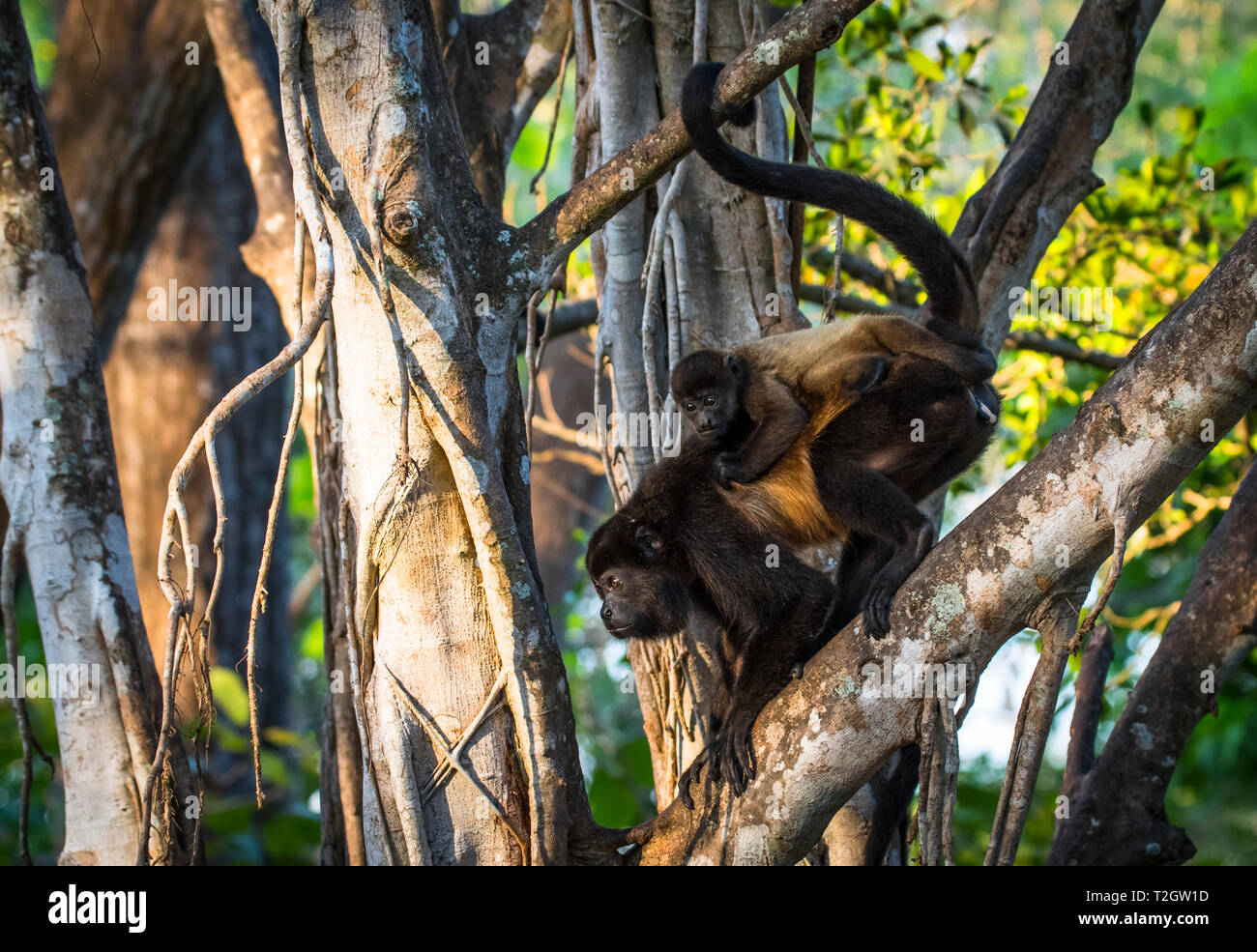 Howler monkey - Alouatta - with baby on its back image taken in Panama ...