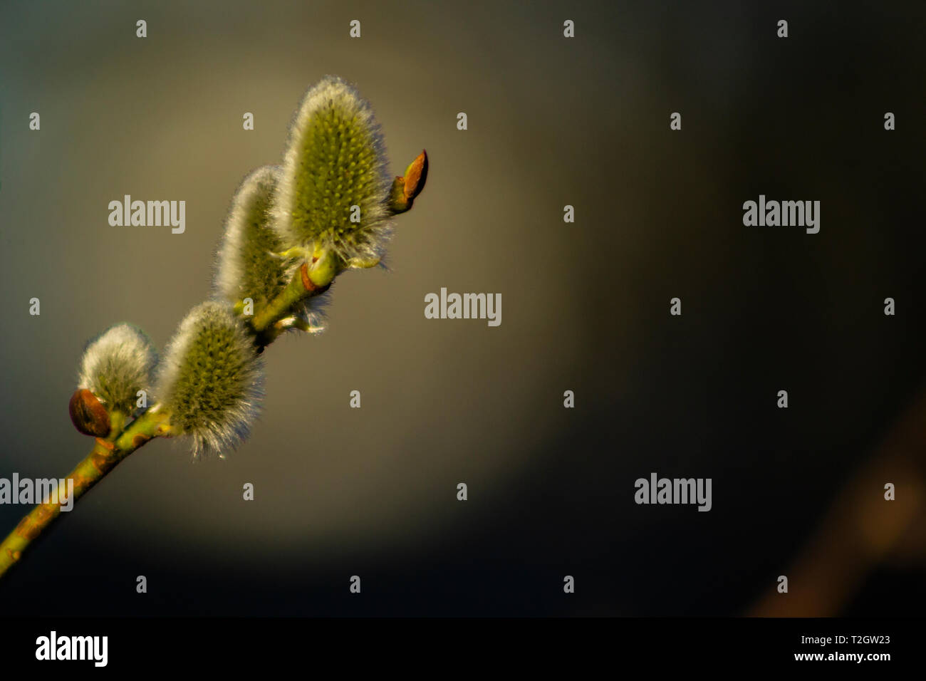 Willow catkin in warm golden light, with pollen showing. Blurry ...