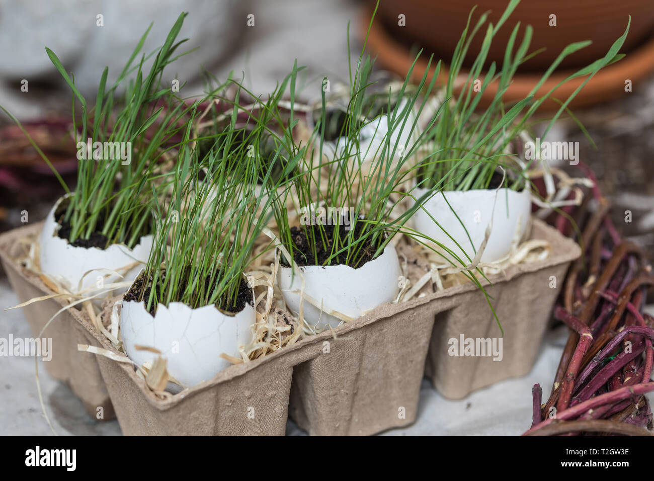 Stages of planting spring flowers or grass in egg shells, Easter ...
