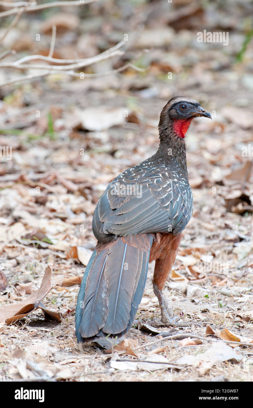 Penelope obscura obscura hi-res stock photography and images - Alamy
