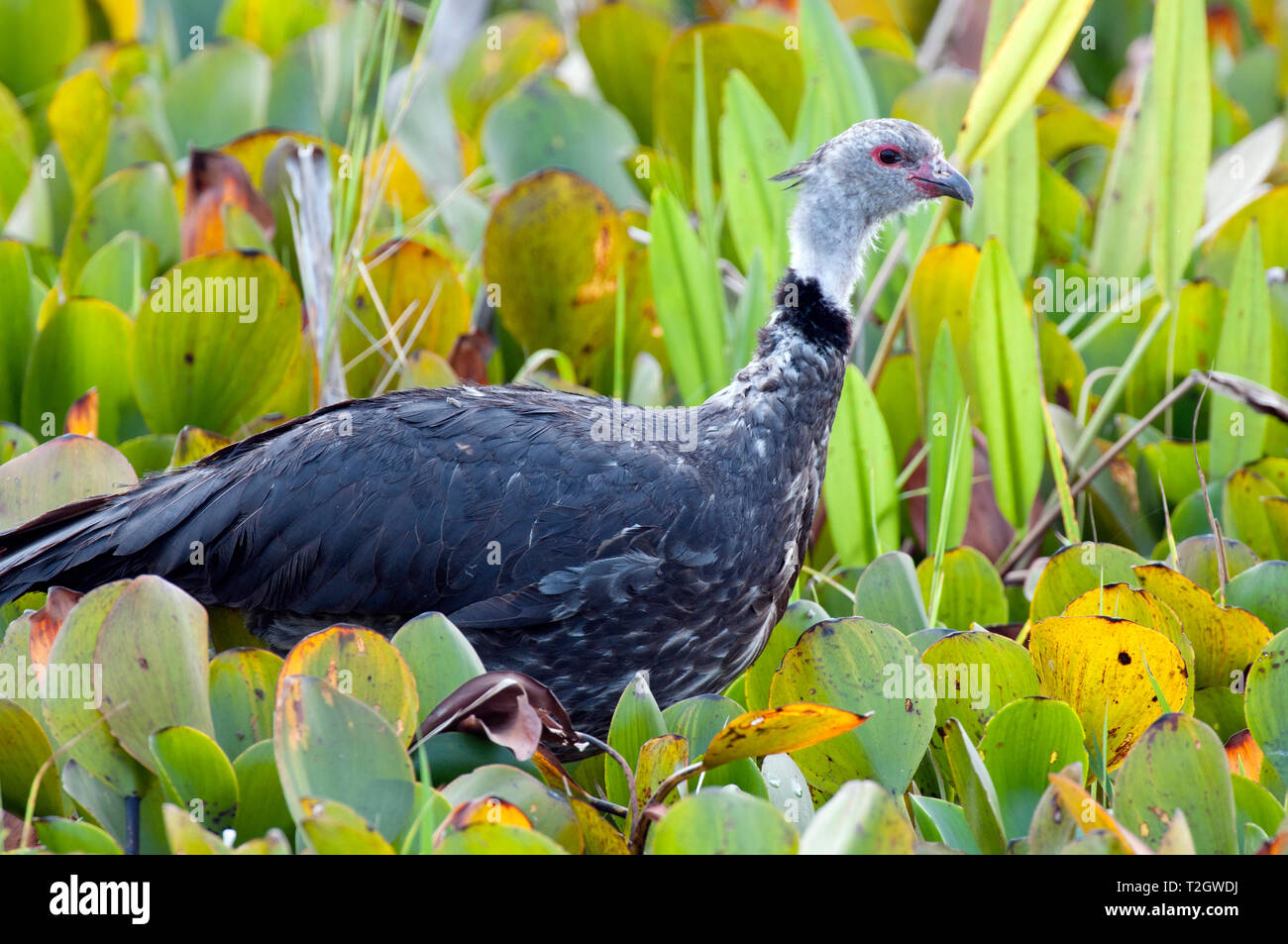 Southern screamer (Chauna torquata) in the Pantanal, Brazil Stock Photo ...