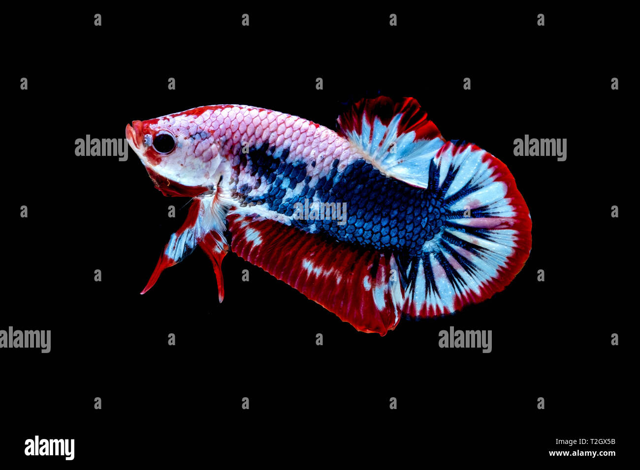 Betta fish color National flag in the aquarium Stock Photo - Alamy
