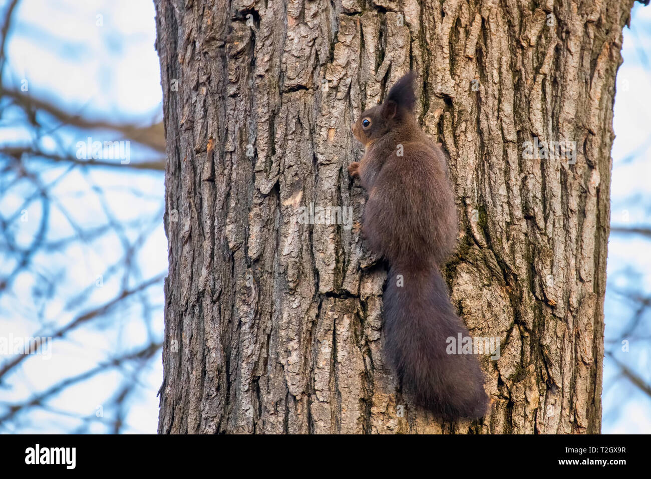 Red squirrel on tree trunk, Forest squirrel (Sciurus vulgaris Stock ...