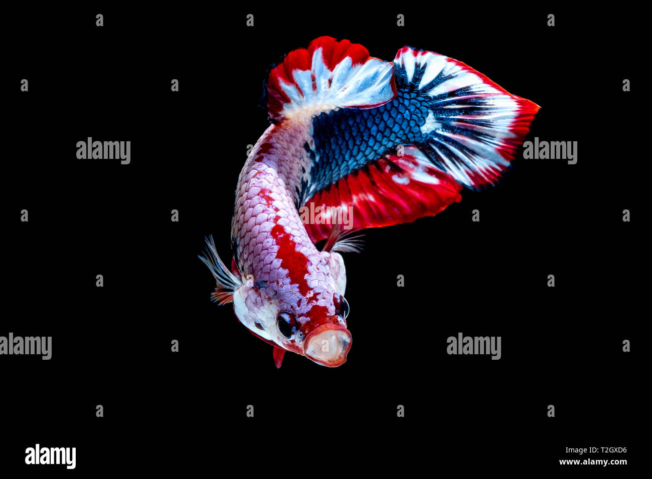 Betta fish color National flag in the aquarium Stock Photo - Alamy