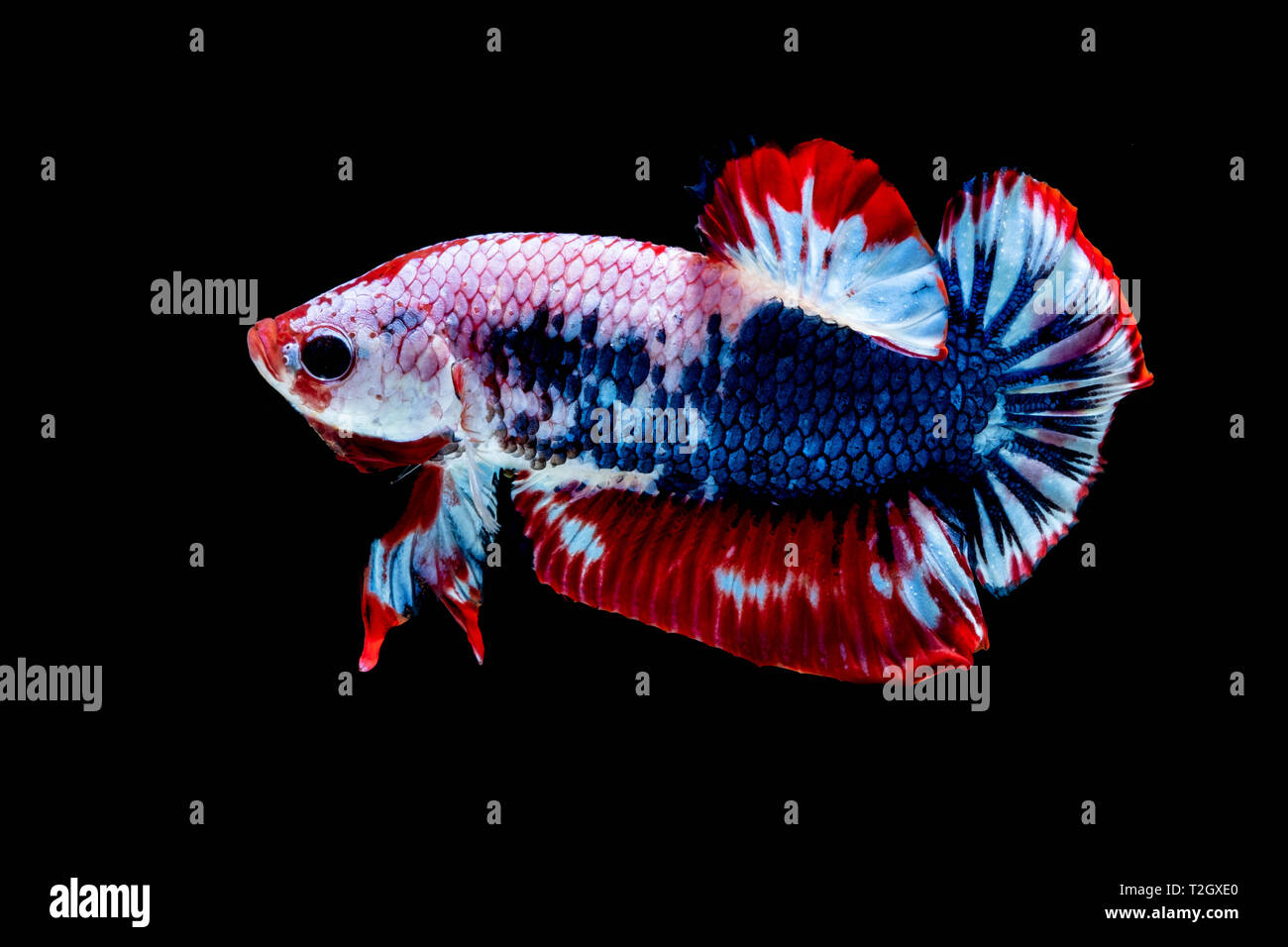 Betta fish color National flag in the aquarium Stock Photo - Alamy