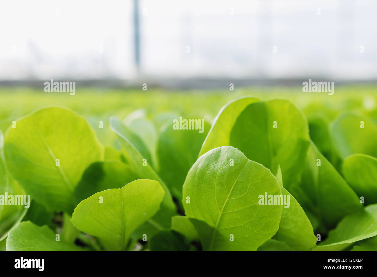 Green lettuce plants vegetable background. Lettuce farm Stock Photo - Alamy