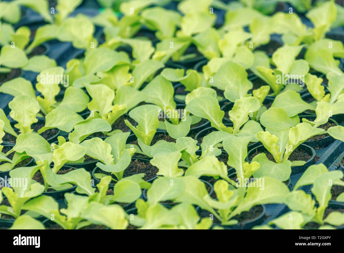 Organic seedling sapling lettuces hi-res stock photography and images ...