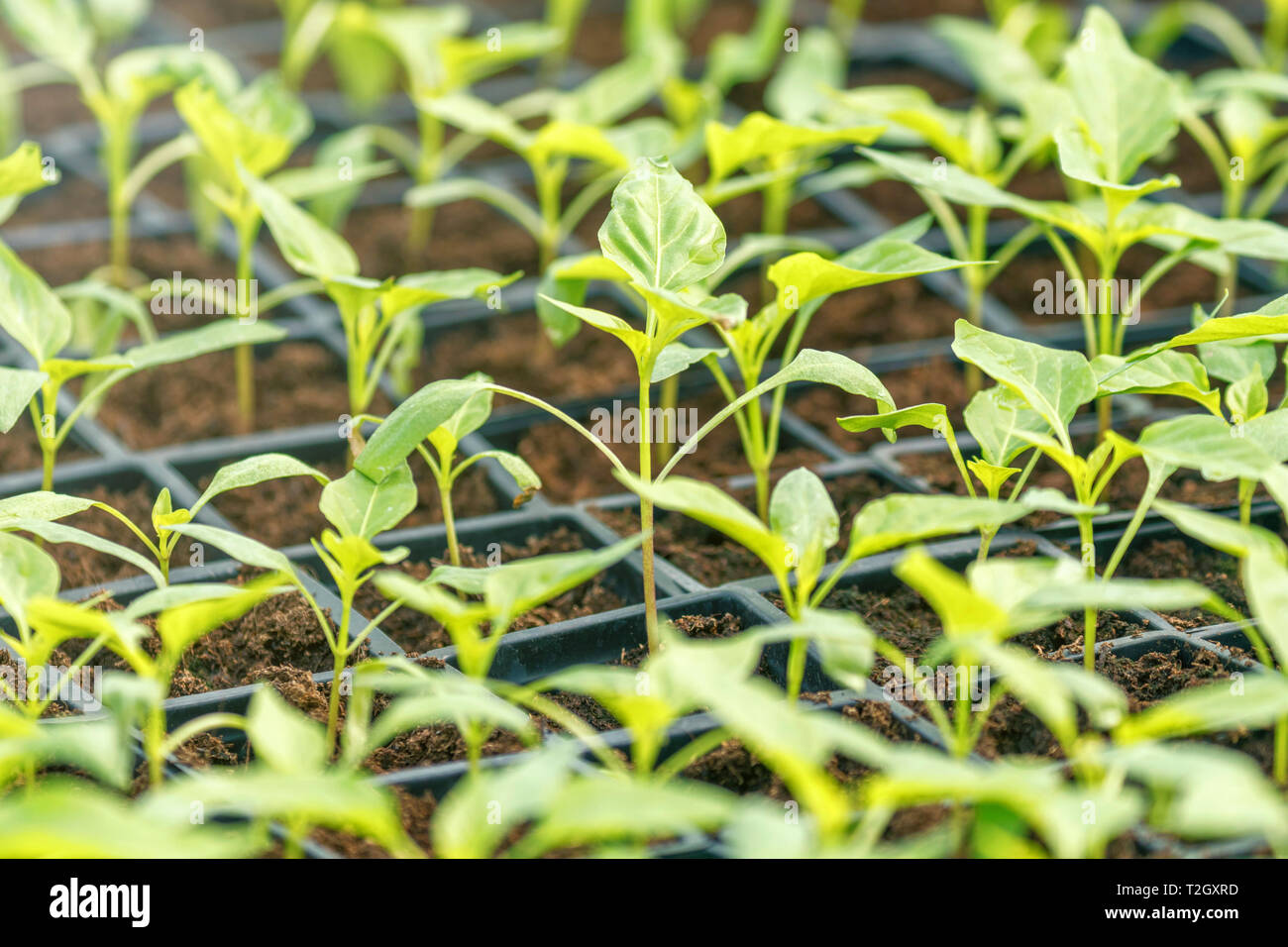 Peppers Sprouts Greenhouse, Sprouted Peppers, Potted Peppers Seedlings ...