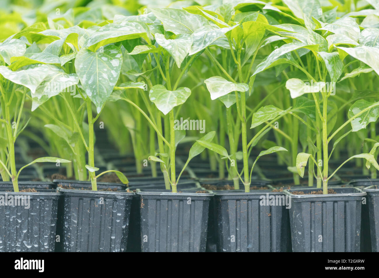 Peppers seedlings greenhouse. Growing pepper seedlings. Greenhouse ...