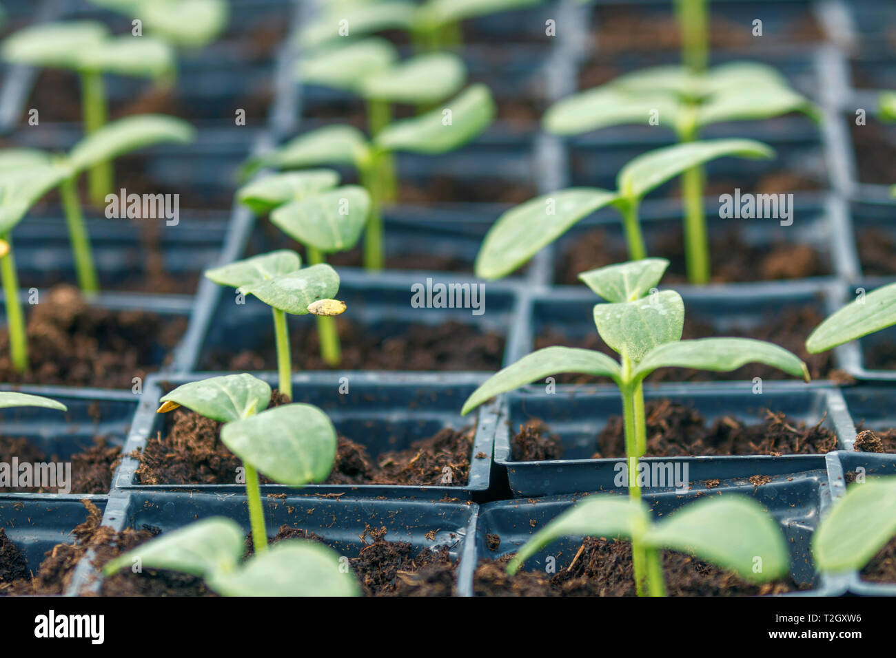 Cucumber Sprouts Greenhouse, Potted Cucumber. Sprouted Cucumber. Spring ...