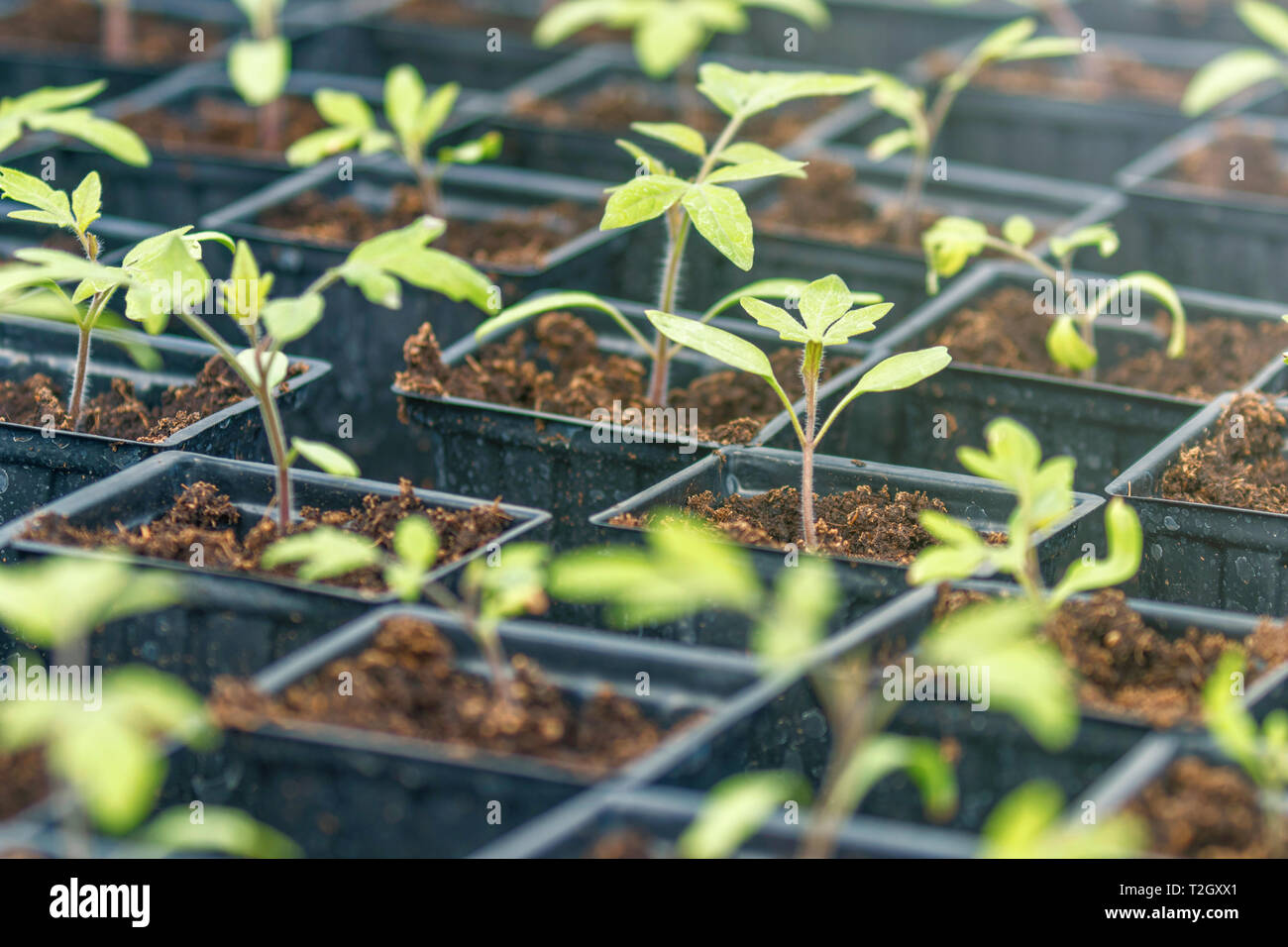 Tomato Sprouts Greenhouse, Sprouted Tomato, Potted Tomato Seedlings ...