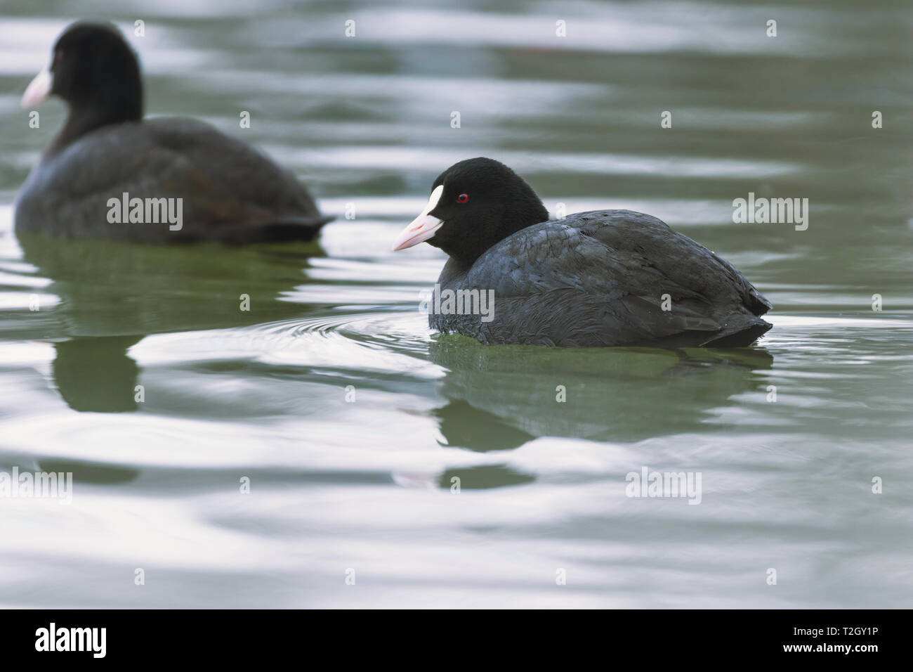 Swimming Coots (Fulica atra) Close up Eurasian Coots Stock Photo - Alamy