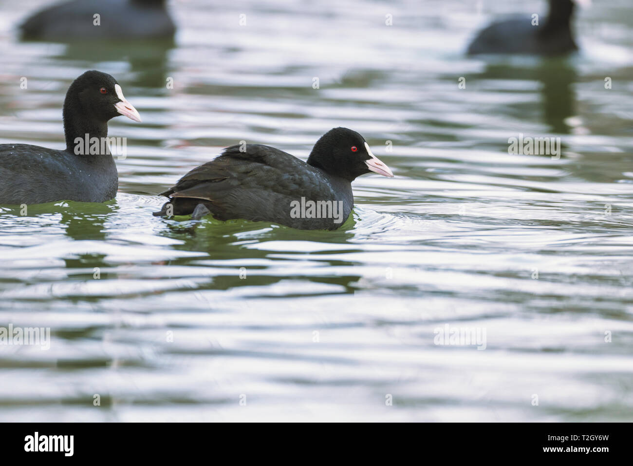 Coots swimming together hi-res stock photography and images - Alamy