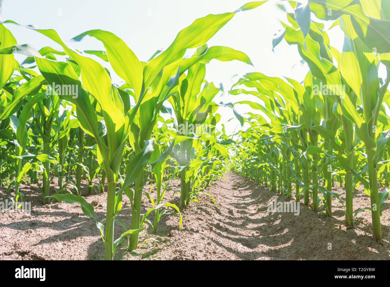 Green corn growing on the field. Green Corn Plants Stock Photo - Alamy