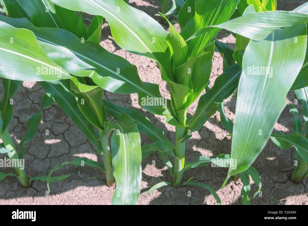 Green corn growing on the field. Green Corn Plants Stock Photo - Alamy