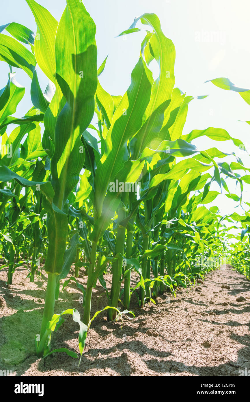 Green corn growing on the field. Green Corn Plants Stock Photo - Alamy