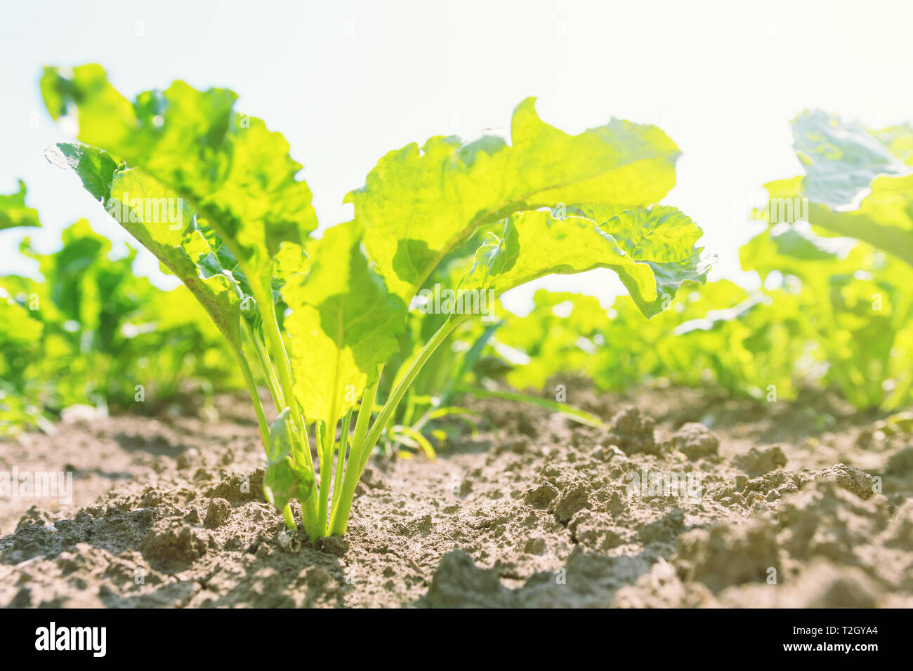 Sugar beet field. Green sugar beets in the ground Stock Photo - Alamy