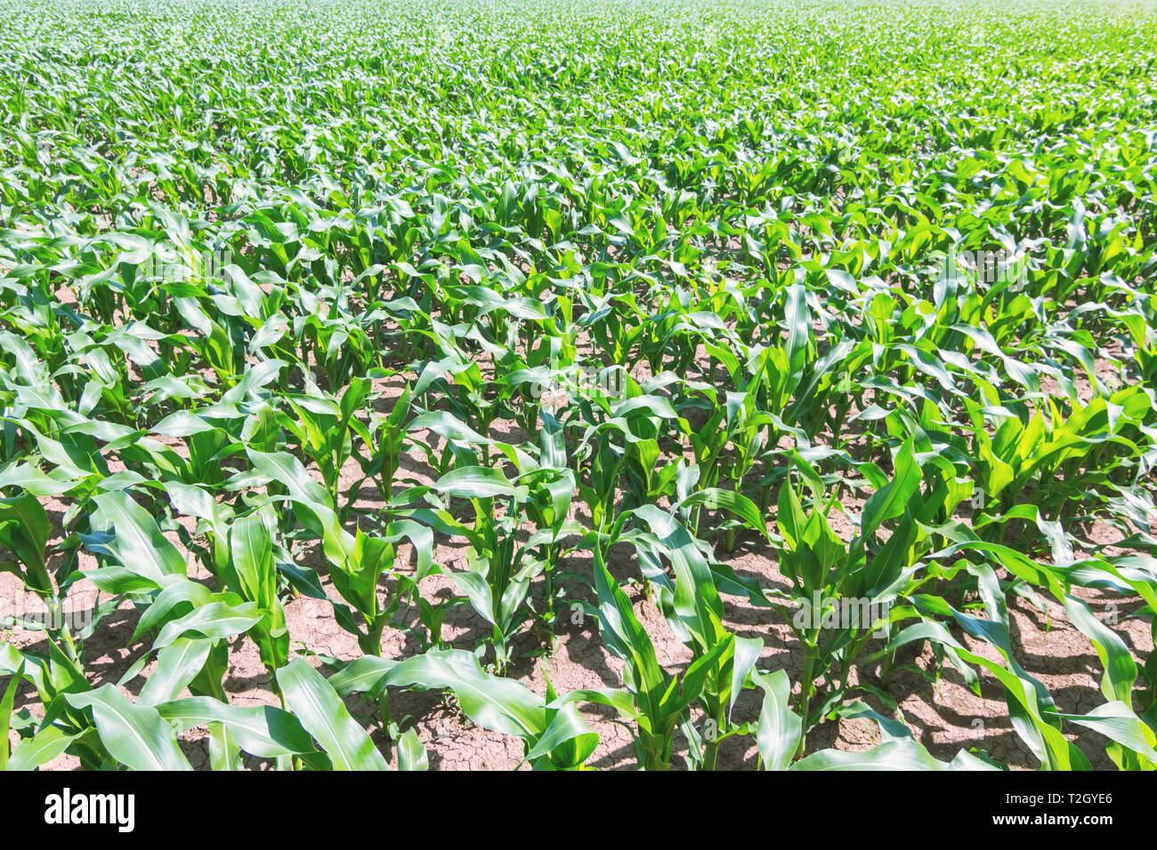 Green Corn Field. Green corn growing on the field, blue sky and sun ...